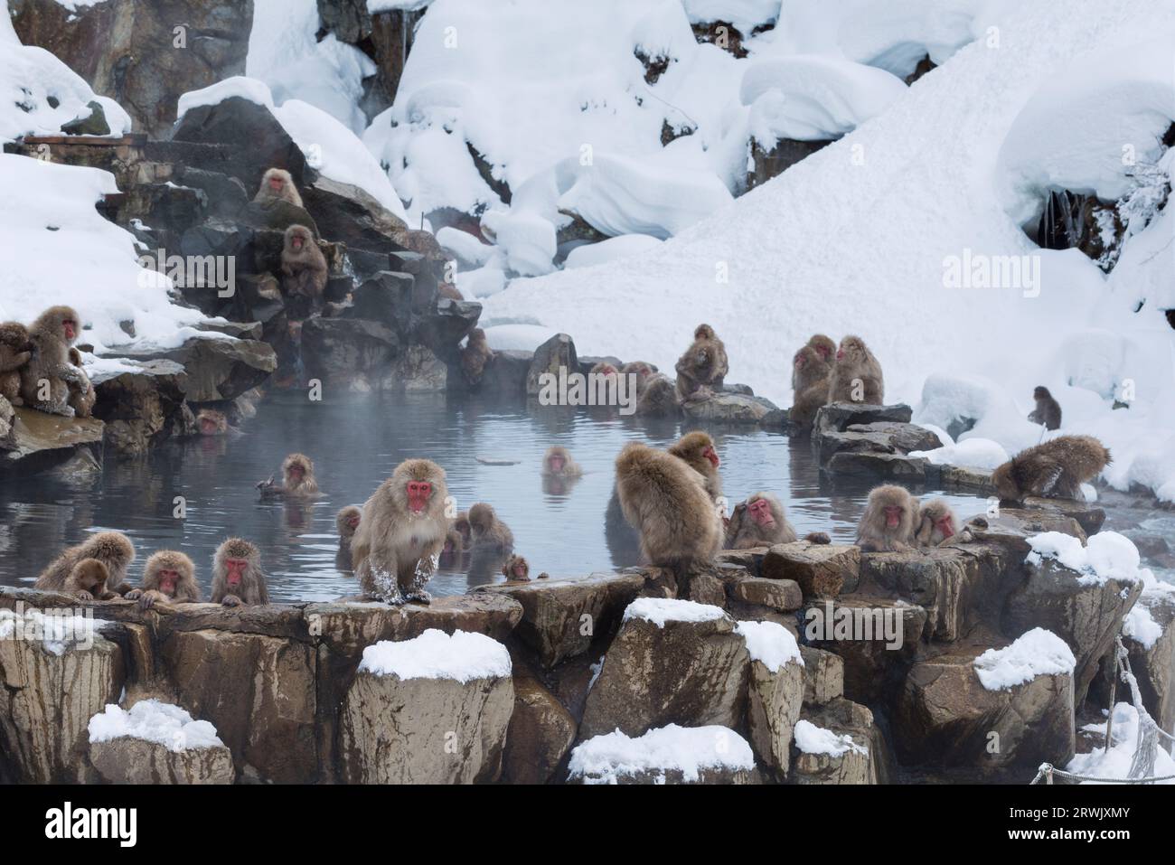 Jigokudani yaen koen Banque de photographies et d’images à haute ...