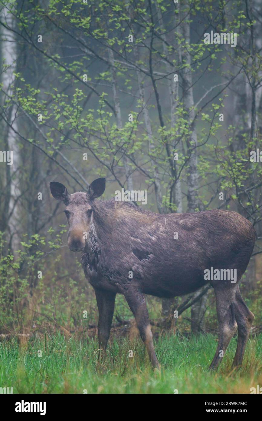 Les élans sont principalement solitaires au printemps et en été avec ...