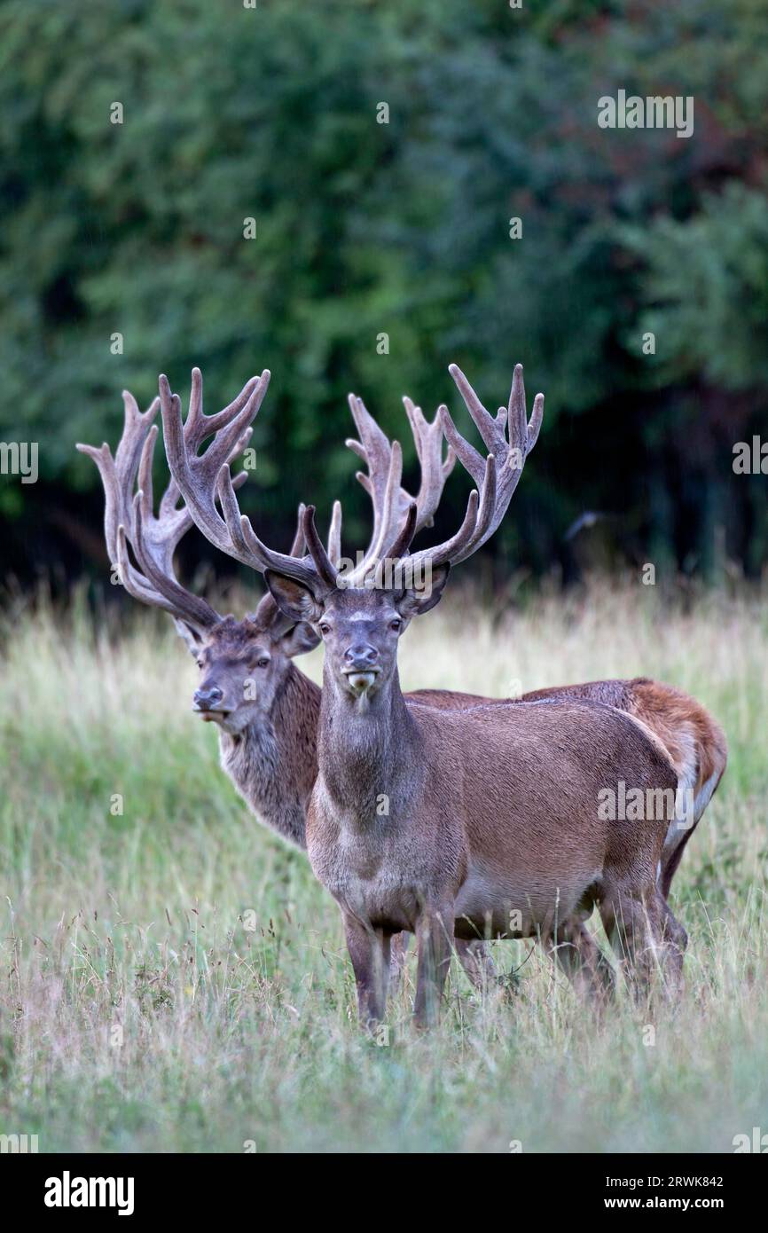 Photo de cerf rouge Banque de photographies et d’images à haute ...