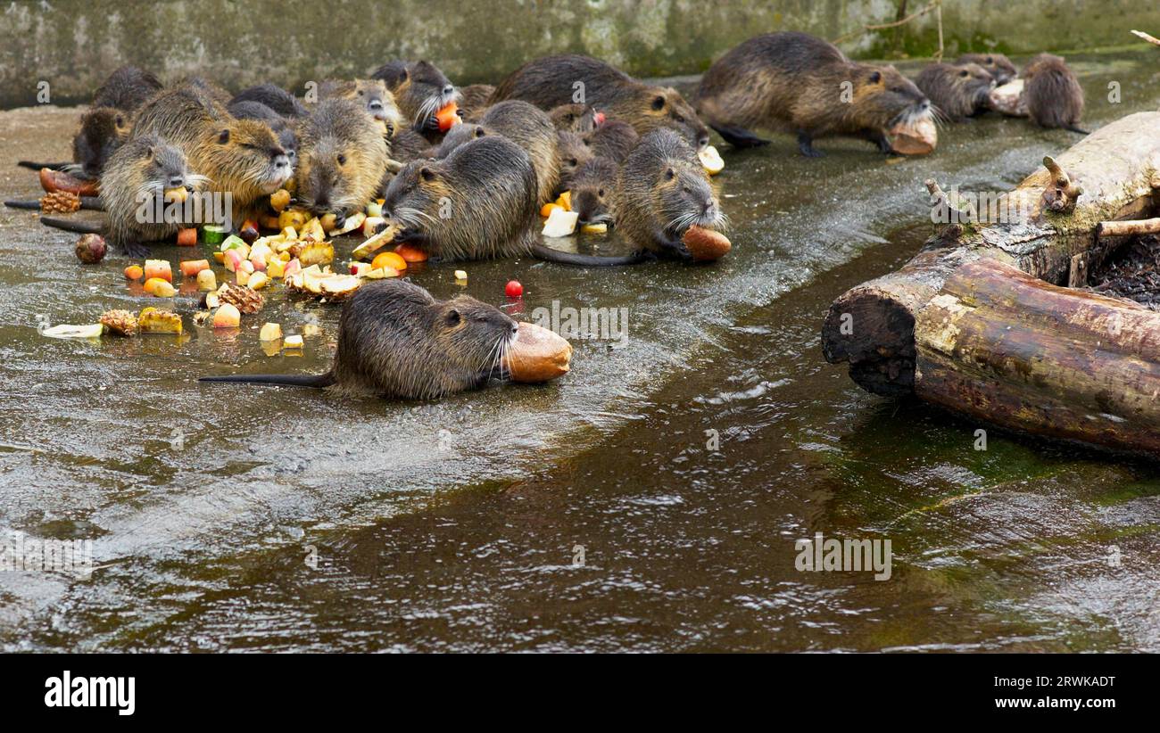 Le rat castor, aussi appelé nutria ou plus rarement castor marécageux ...
