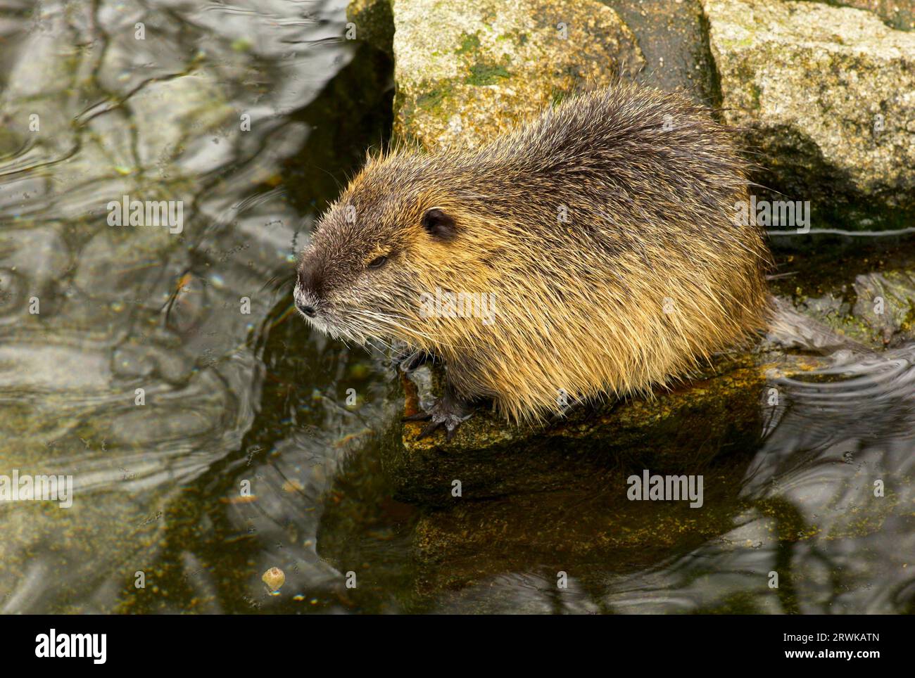 Le rat castor, aussi appelé nutria ou plus rarement castor marécageux ...