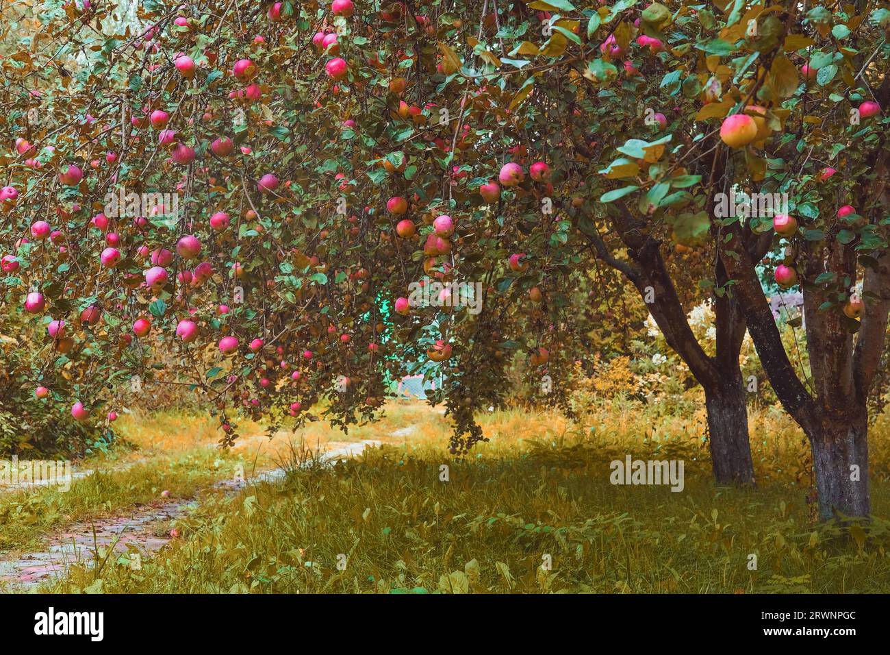 Jardin de pommiers en automne. Les branches lourdes avec les pommes ...