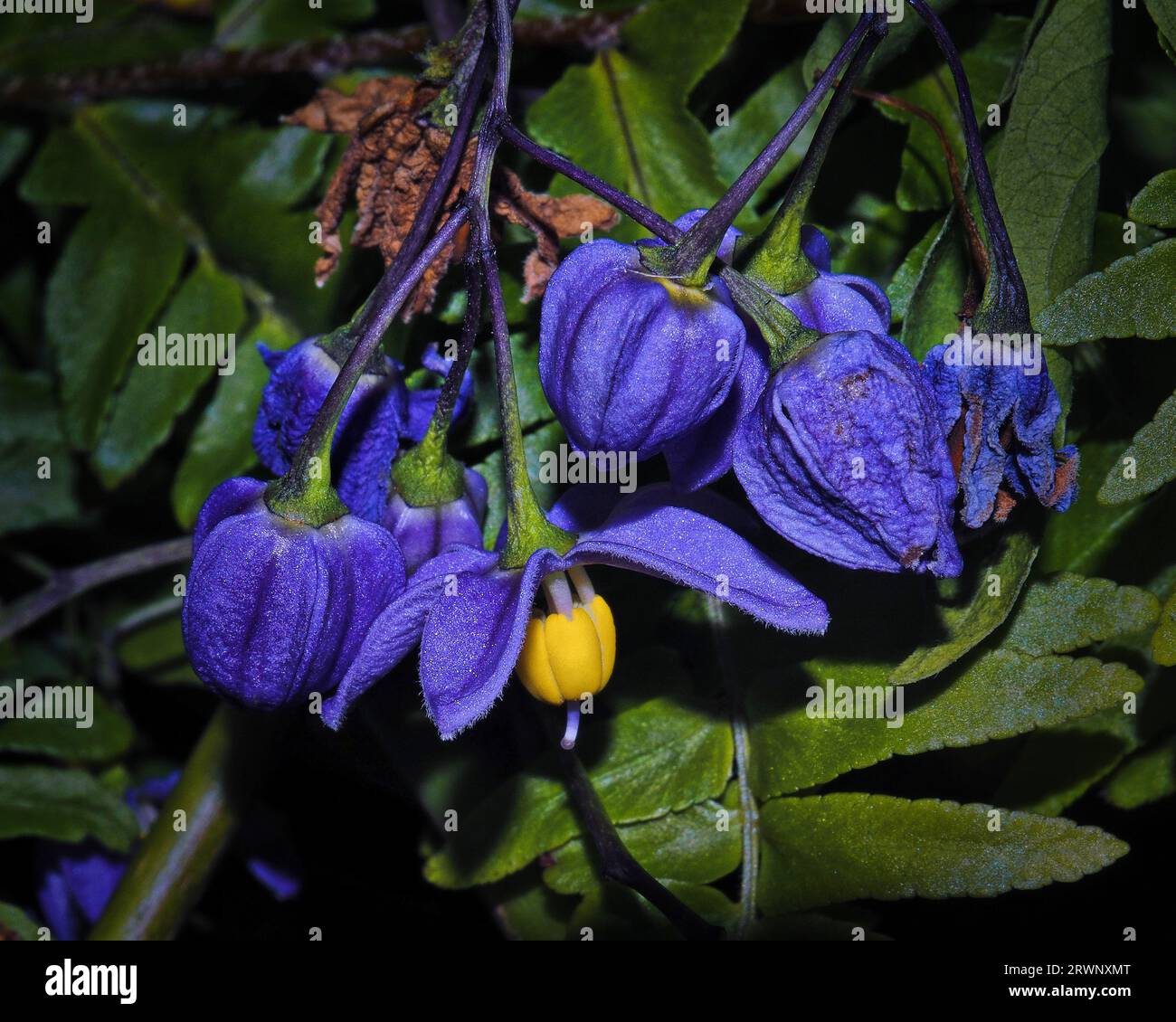 Fruits violets Banque de photographies et d’images à haute résolution ...