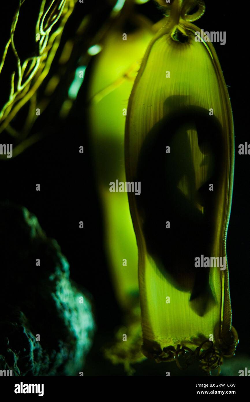 œuf de requin Banque de photographies et d’images à haute résolution ...