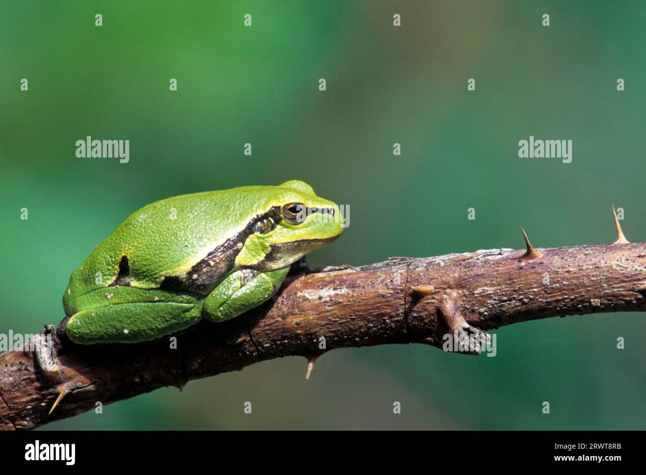 La grenouille arboricole européenne (Hyla arborea) est le seul ...