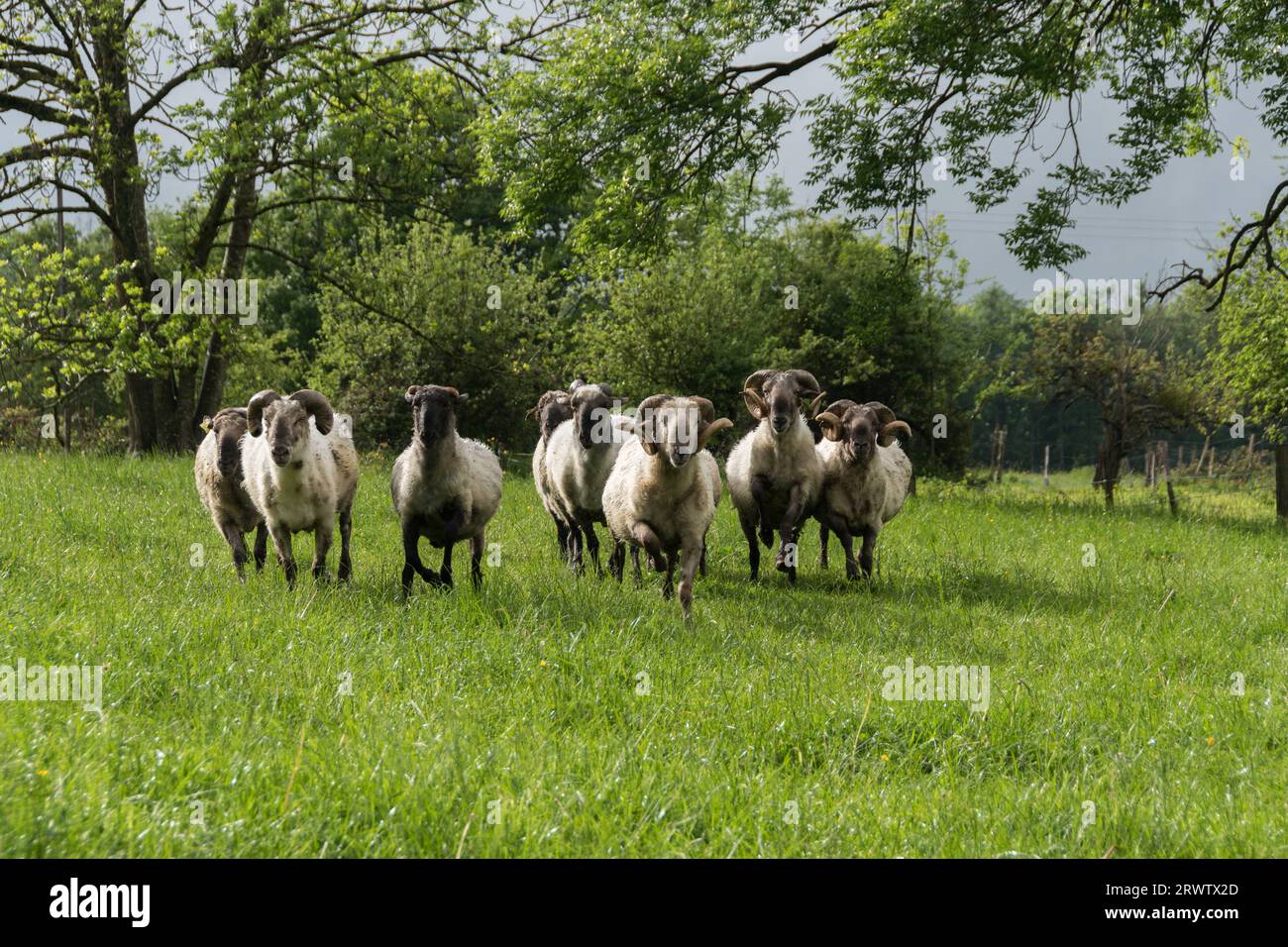 Bergers basques Banque de photographies et d’images à haute résolution - Alamy