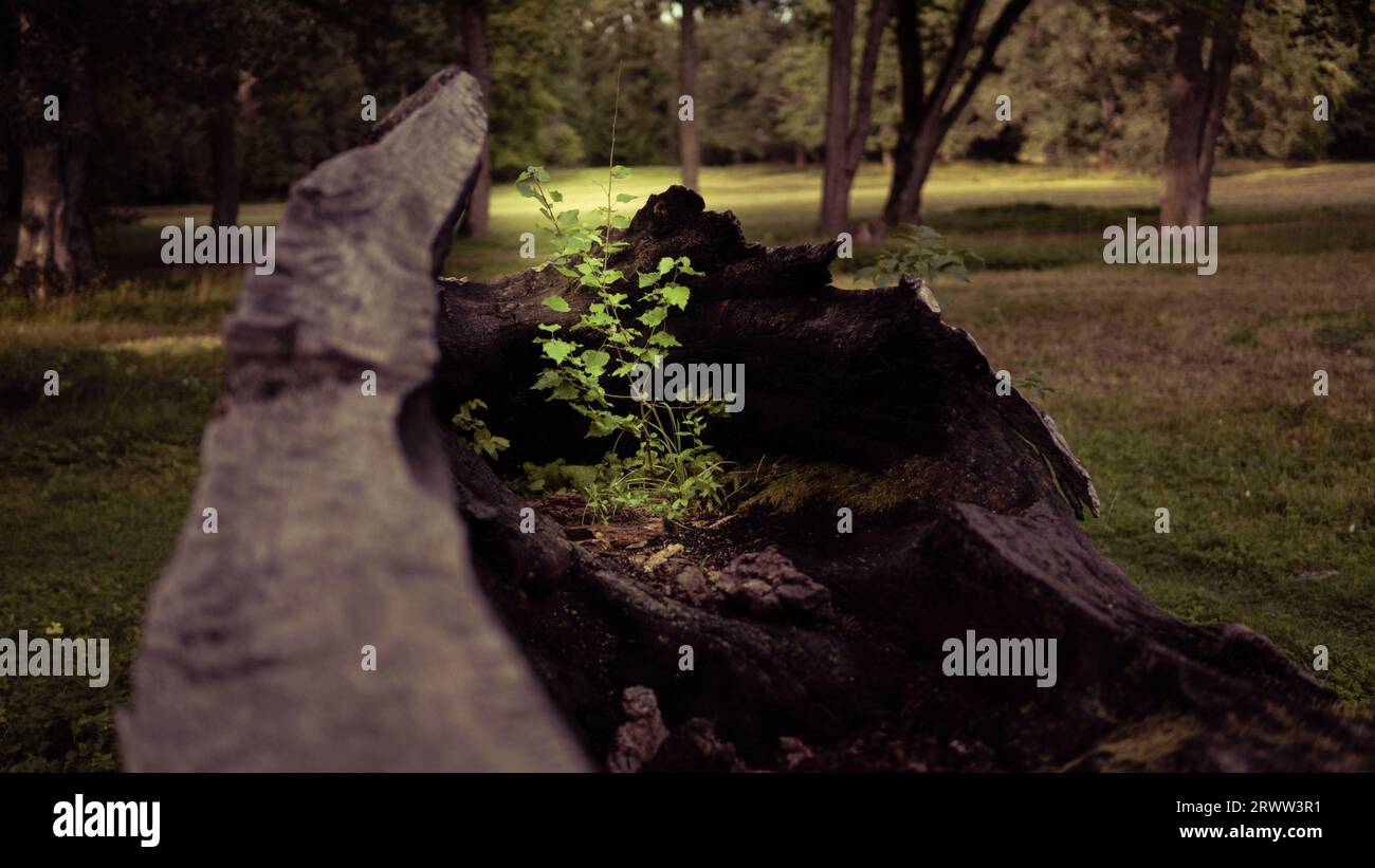 Nature hd 4k Banque de photographies et d’images à haute résolution - Alamy