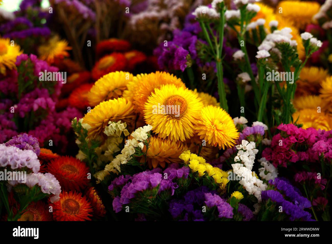 Limonium sinuatum pacifique mixte Banque de photographies et d’images à ...