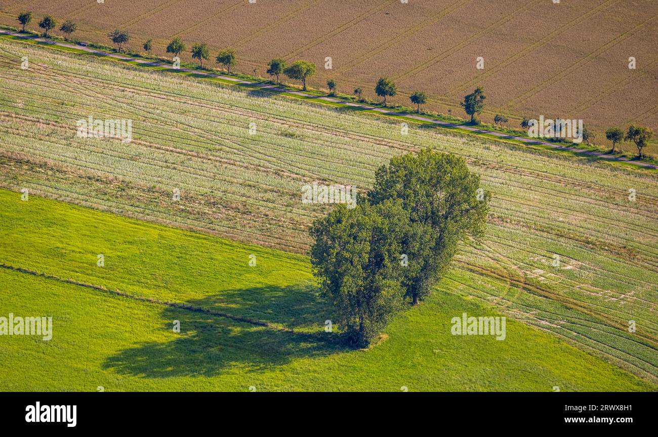 Vue aérienne, arbres et avenue des arbres, prairies et champs à Deipenbach, Beckum, Münsterland ...