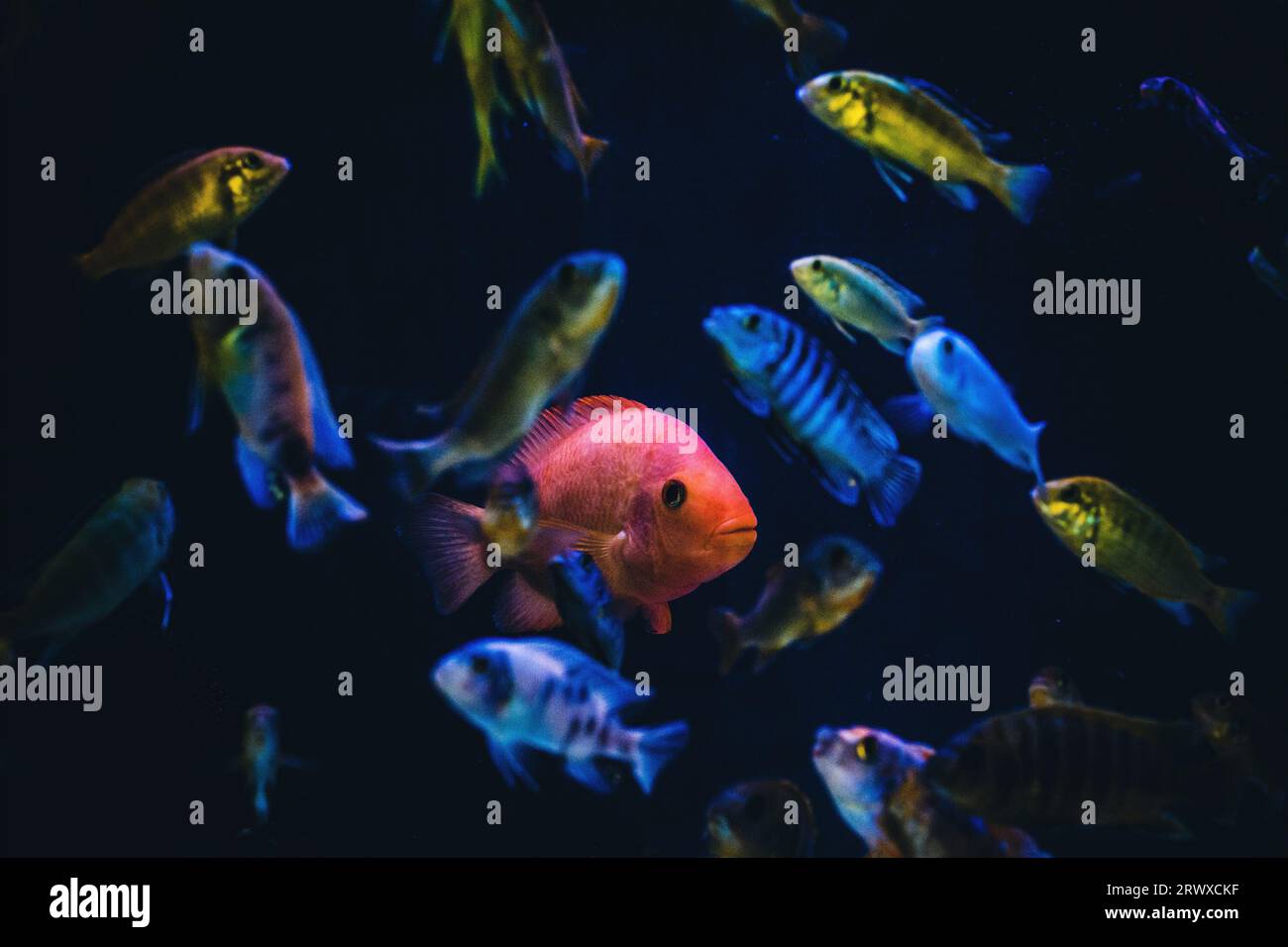 Poissons exotiques africains Banque de photographies et d’images à ...