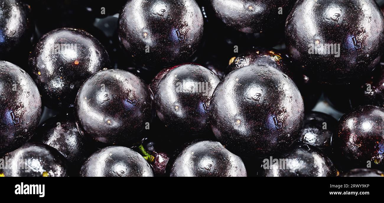 Le jabuticaba ou jaboticaba est le fruit de la jaboticabeira ou ...