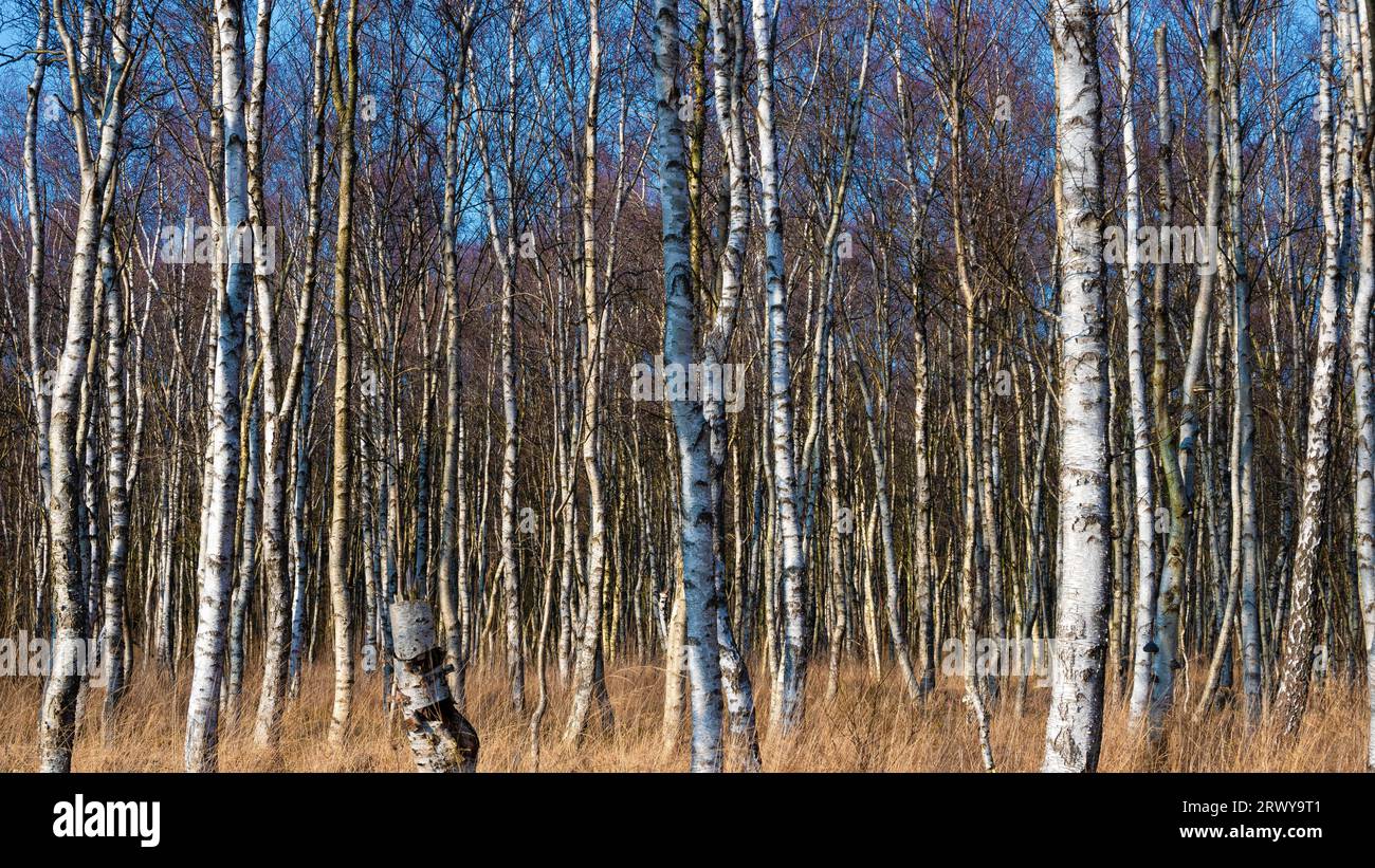 Forêt au printemps Banque de photographies et d’images à haute ...