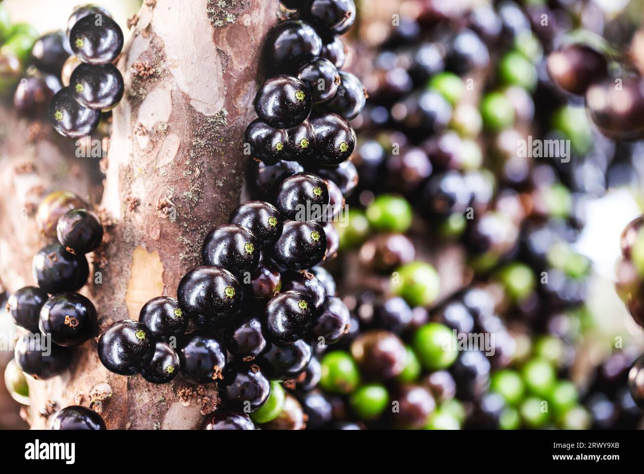 Jabuticaba ou jaboticaba est le fruit de la jaboticabeira ou ...