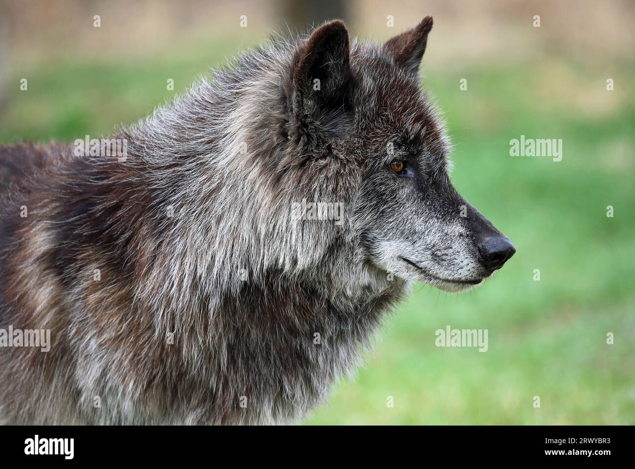 Tete de loup profile Banque de photographies et d’images à haute ...