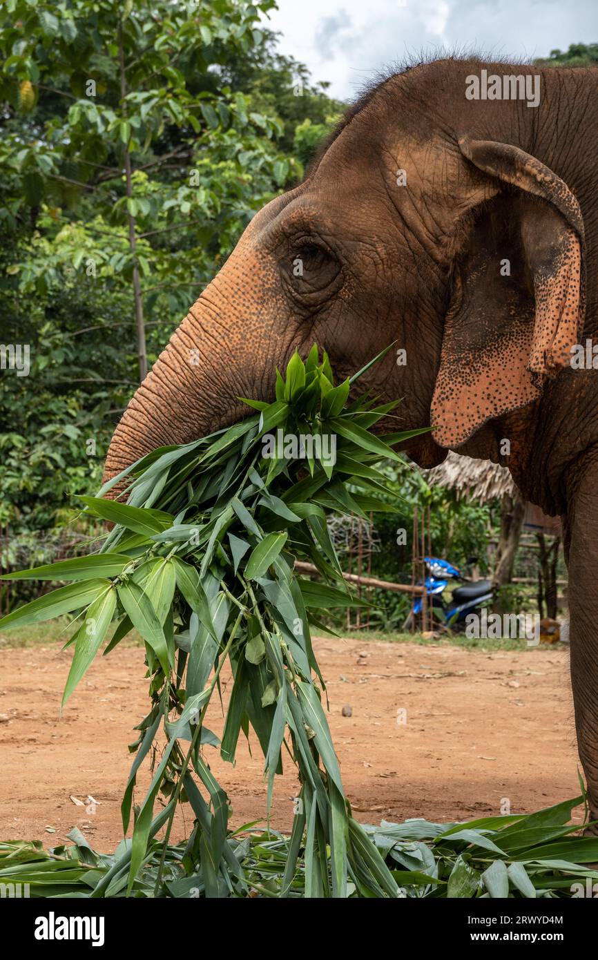Un éléphant est vu manger un bouquet de feuilles de maïs au Elephant ...