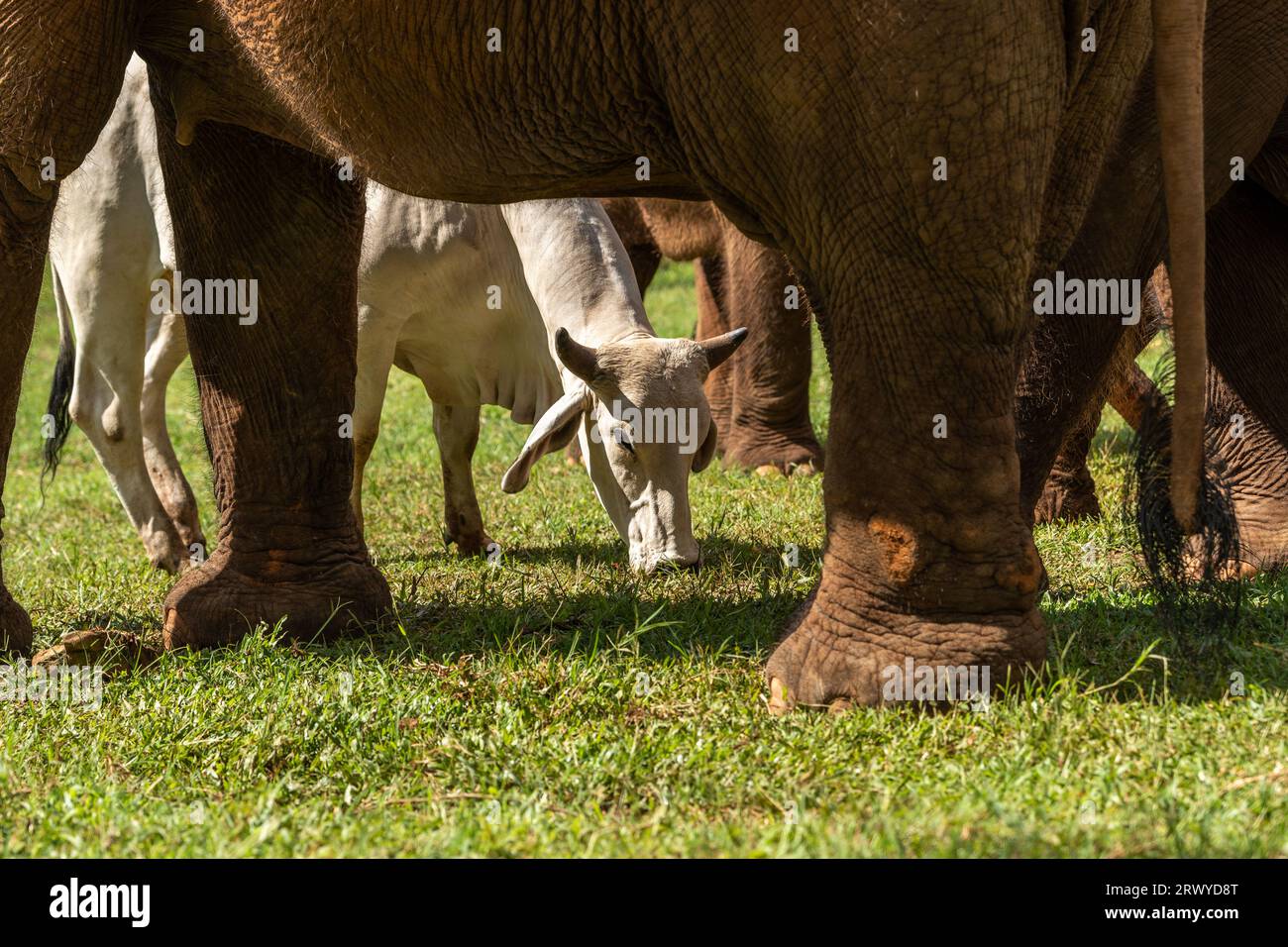 Une vache est vue en train de manger de l’herbe près d’un éléphant, au ...