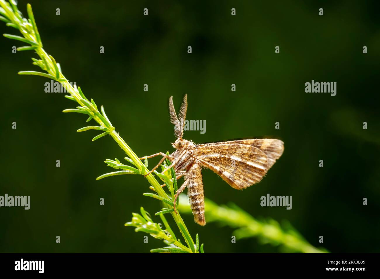 Papillons de geometridae Banque de photographies et d’images à haute résolution - Alamy