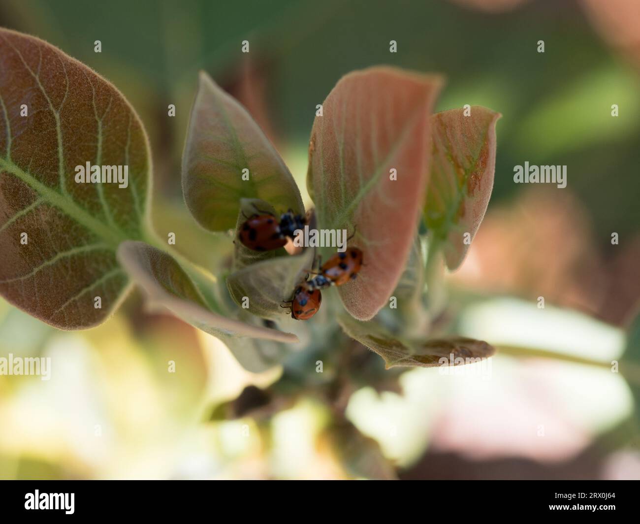 Une famille d'orange avec des taches noires Ladybugs ou Lady Beetles ...