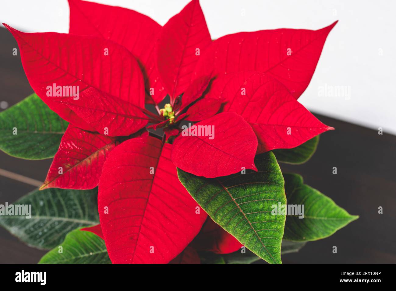 fleur noël. Fleur de poinsettia. Fleur rouge de Poinsettias, étoile de ...