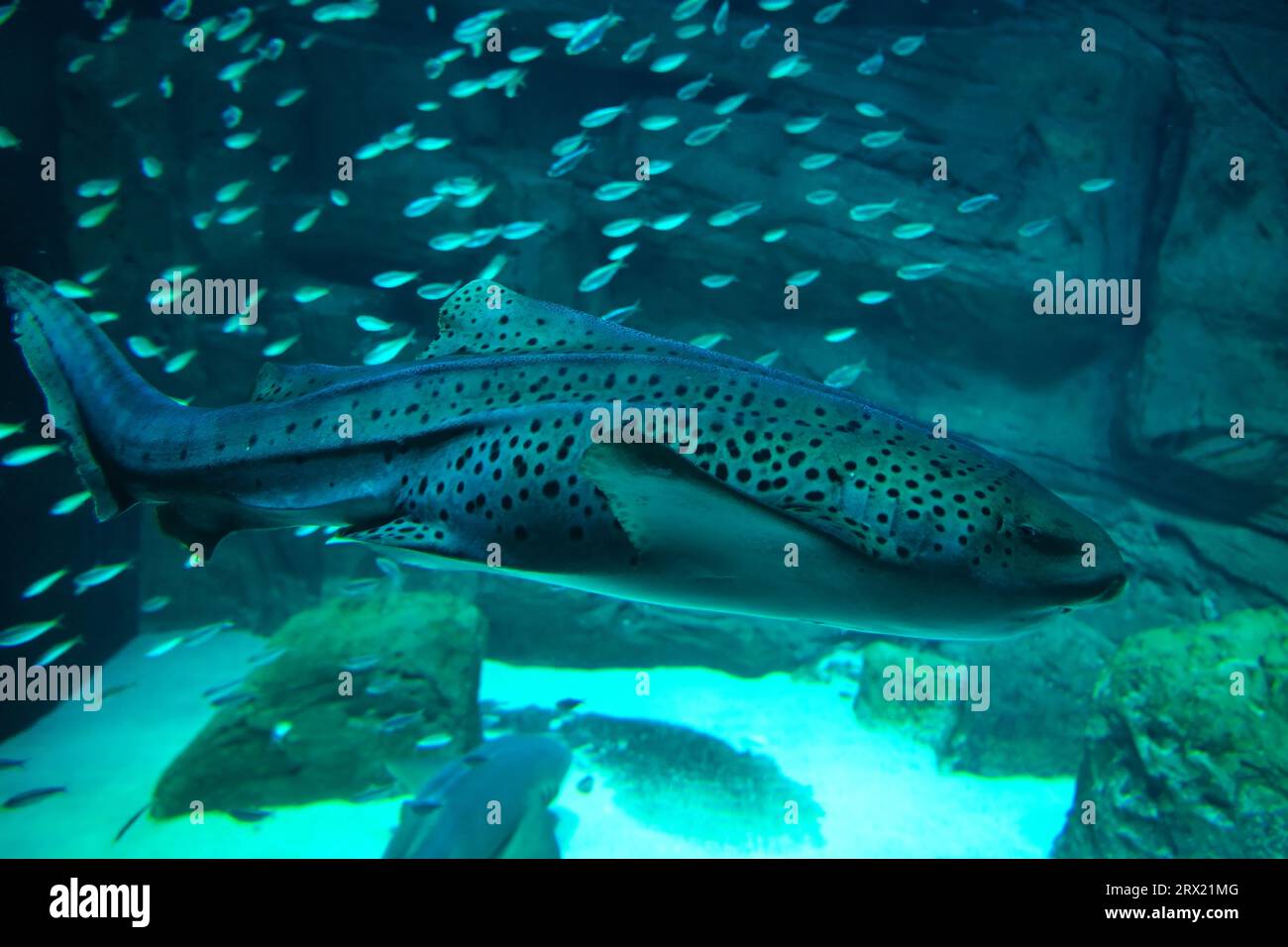 Requin tapis gris Banque de photographies et d’images à haute ...