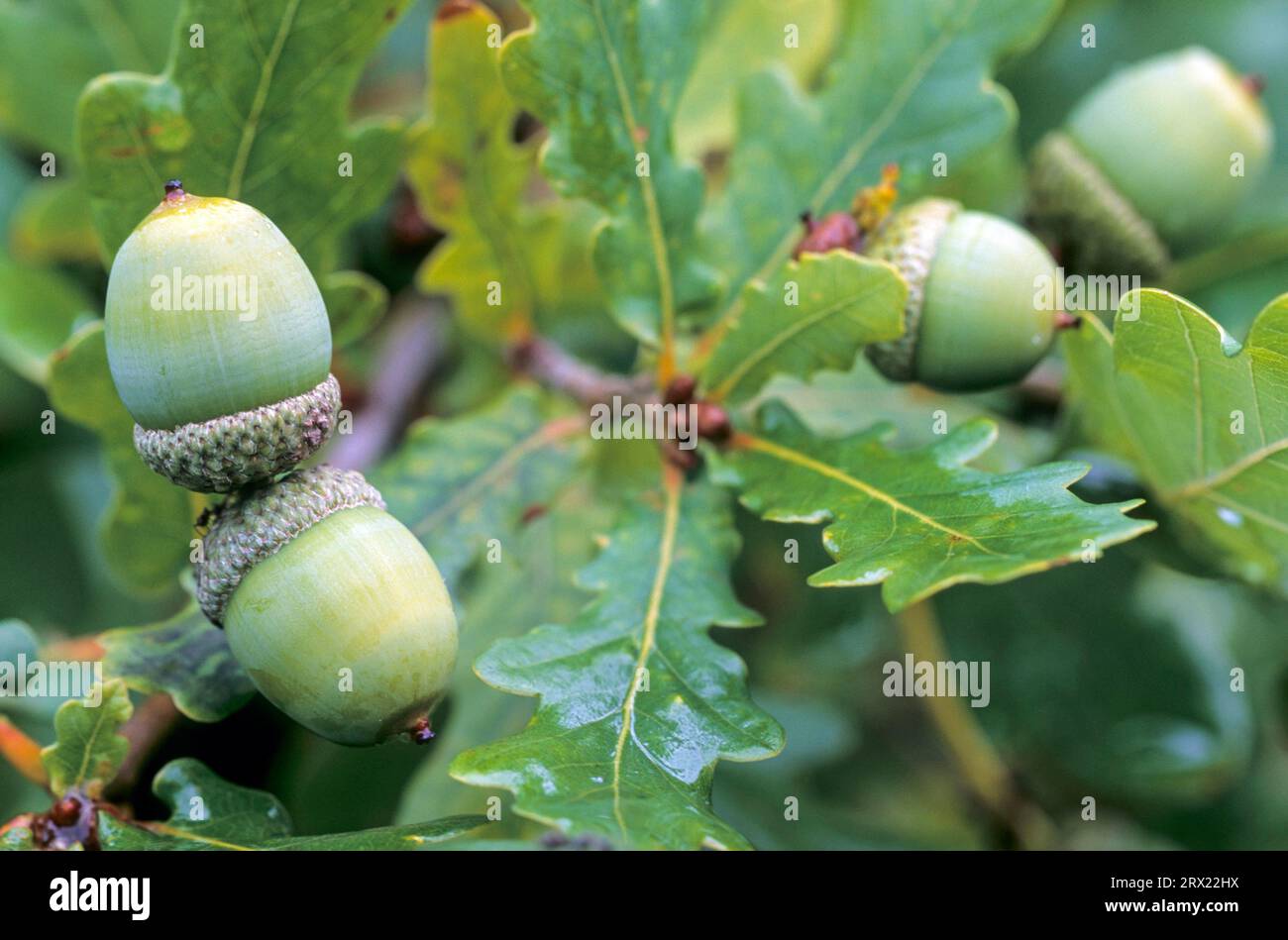 Chêne pédonculé (Quercus robur) ici les fruits non mûrs sont appelés ...