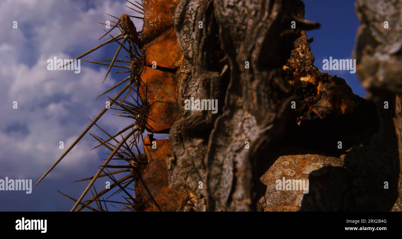 Étude en gros plan des restes en décomposition d'un cactus saguaro ...