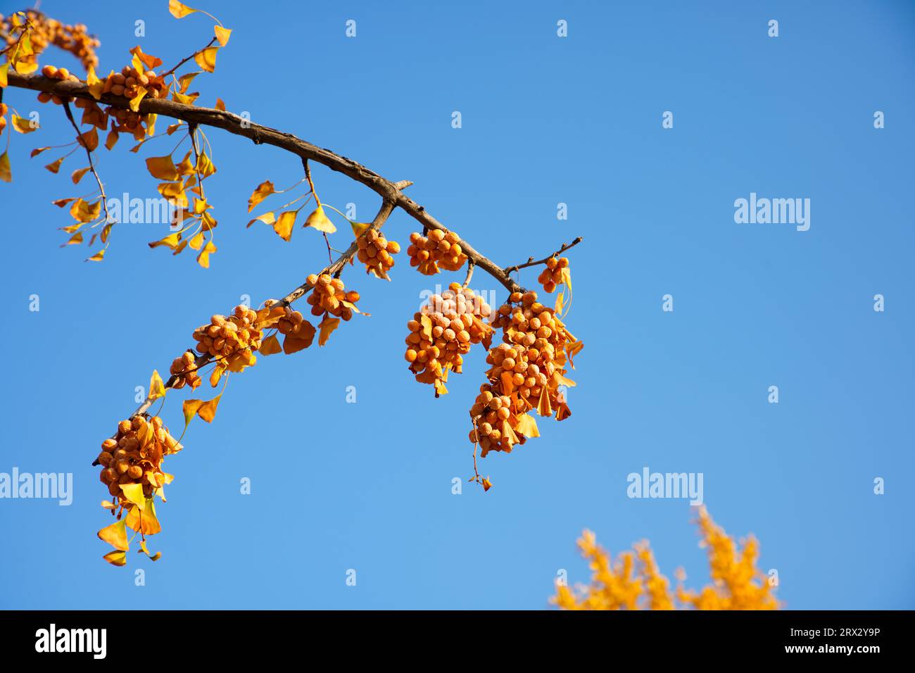 Ginkgo fruit Banque de photographies et d’images à haute résolution - Alamy