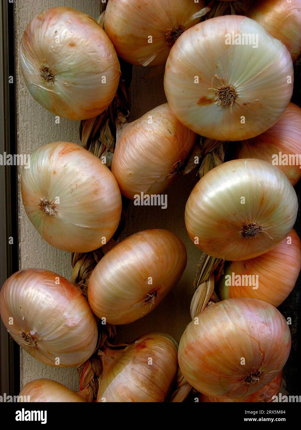 Oignon comestible, oignon, aussi poireau d'oignon, bulbe, oignon de ...