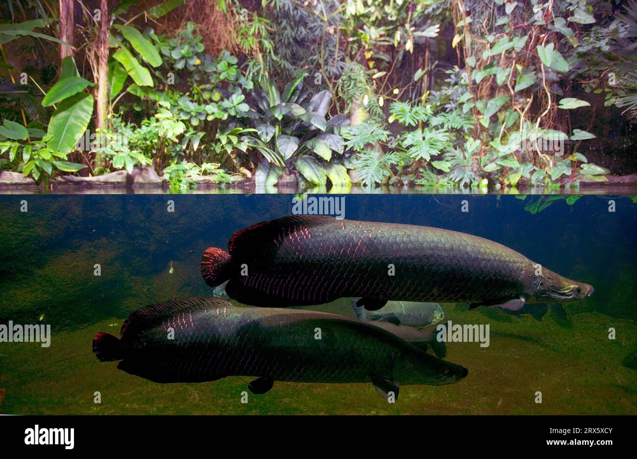 Arapaima géant Banque de photographies et d’images à haute résolution ...
