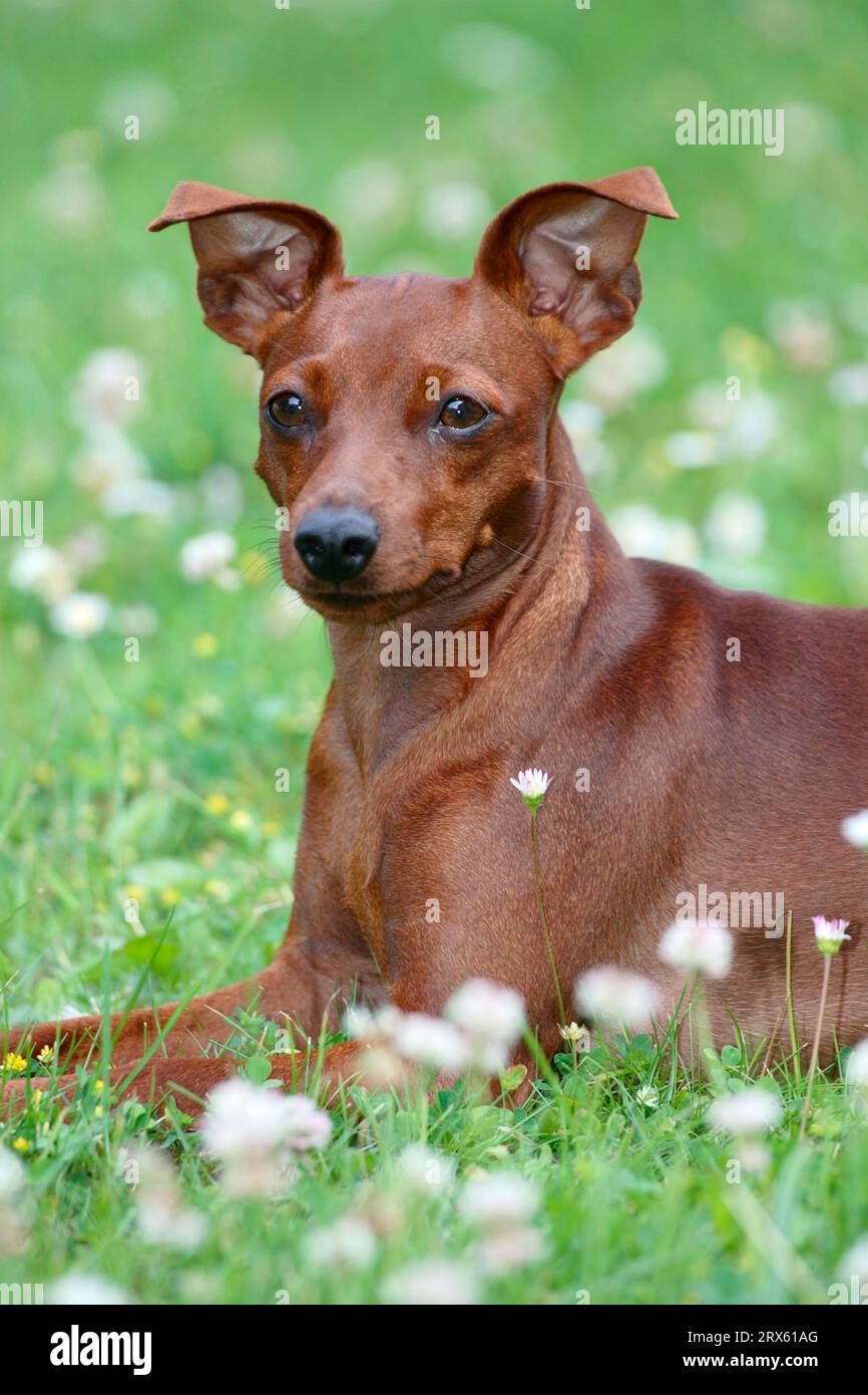 Nain pinscher Banque de photographies et d’images à haute résolution ...