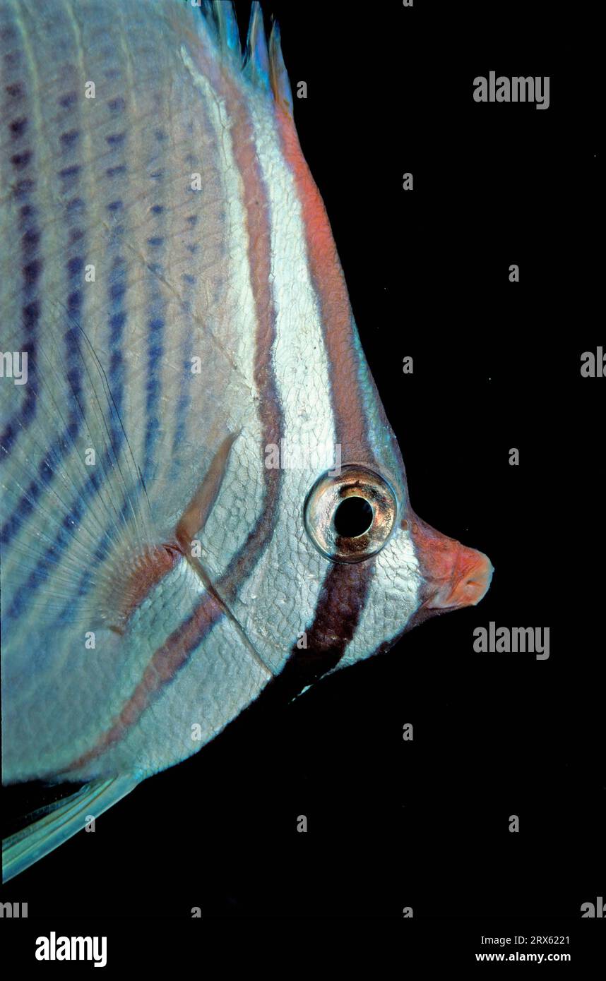 Poisson papillon de la baronne Banque de photographies et d’images à ...