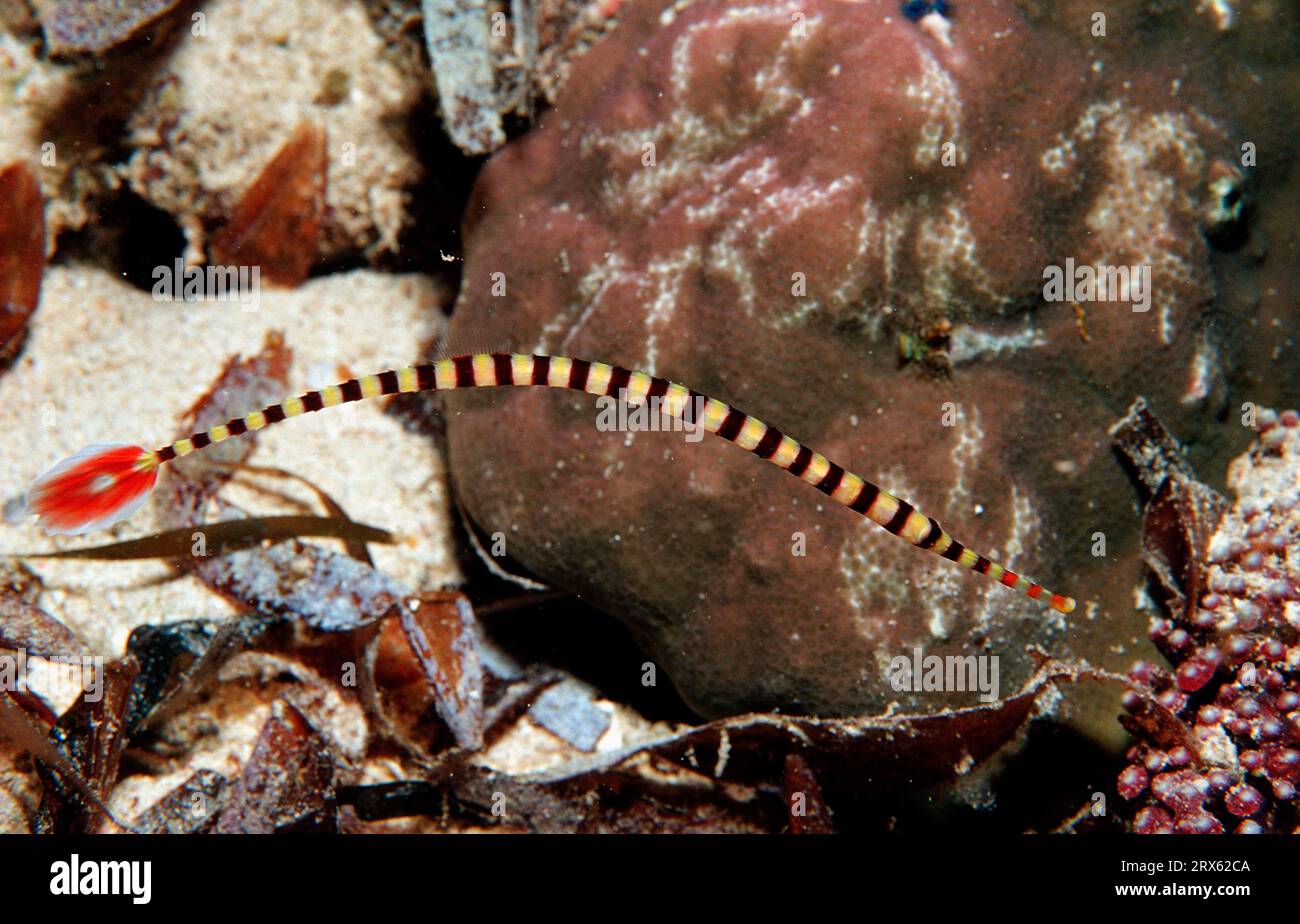 Ringed pipefish Banque de photographies et d’images à haute résolution ...