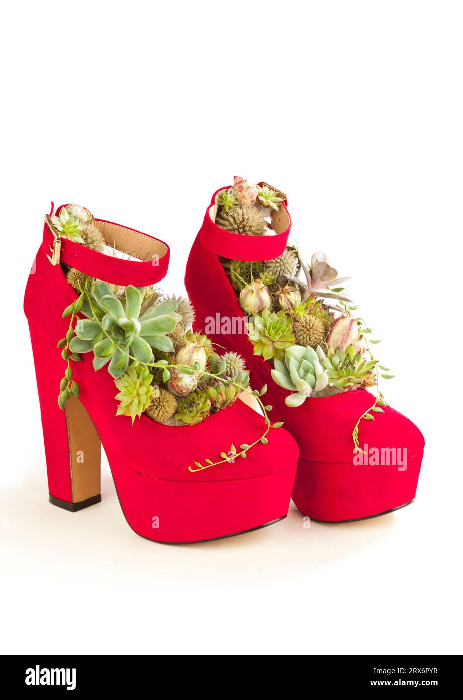 Diane floral Banque d'images détourées - Alamy