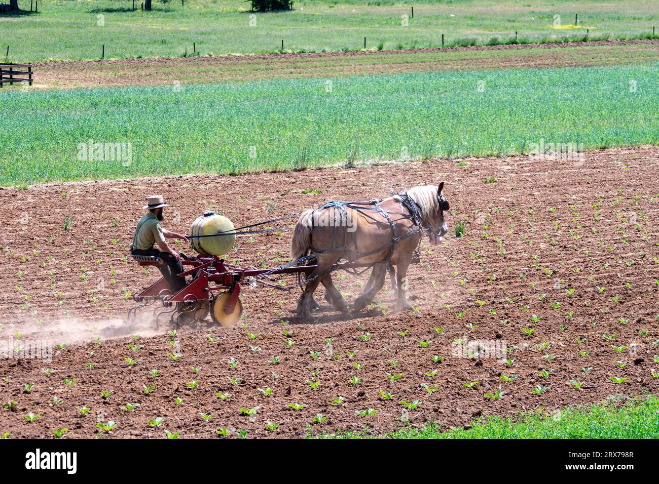 Un Amish Farming travaillant les champs avec ses deux chevaux, sur sa ...