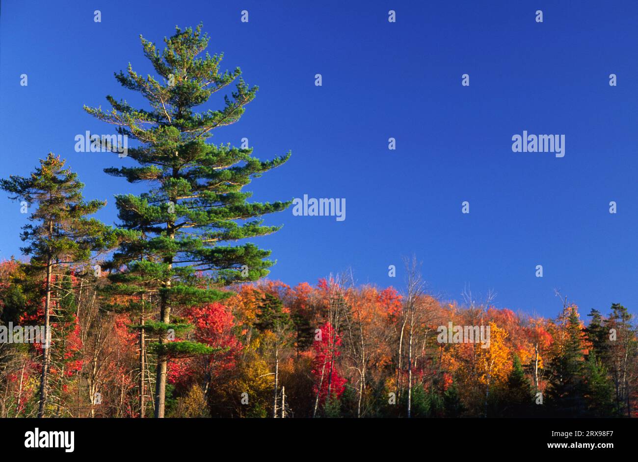 Adirondack park and preserve Banque de photographies et d’images à ...