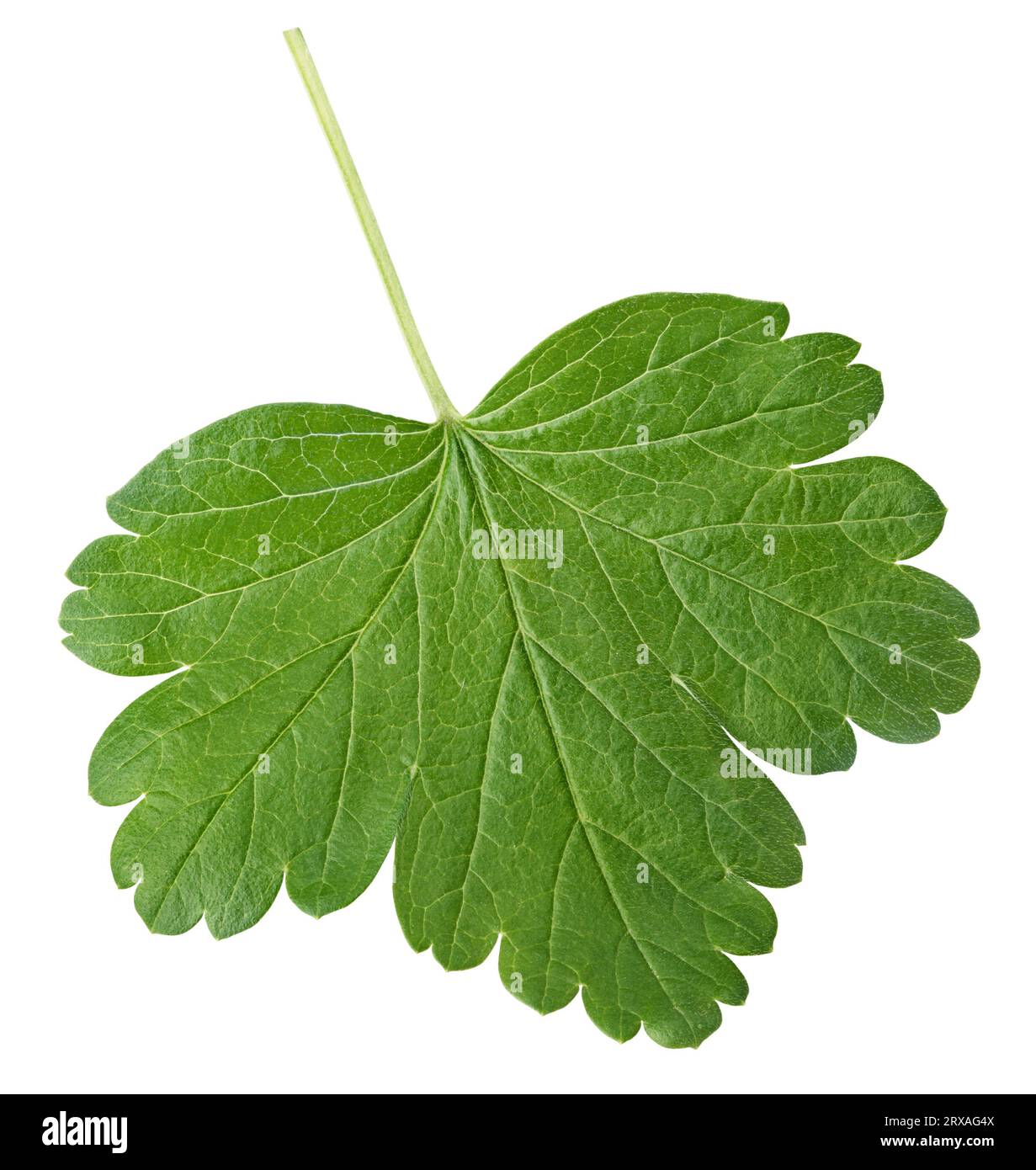 Feuille de groseiller Banque de photographies et d’images à haute ...