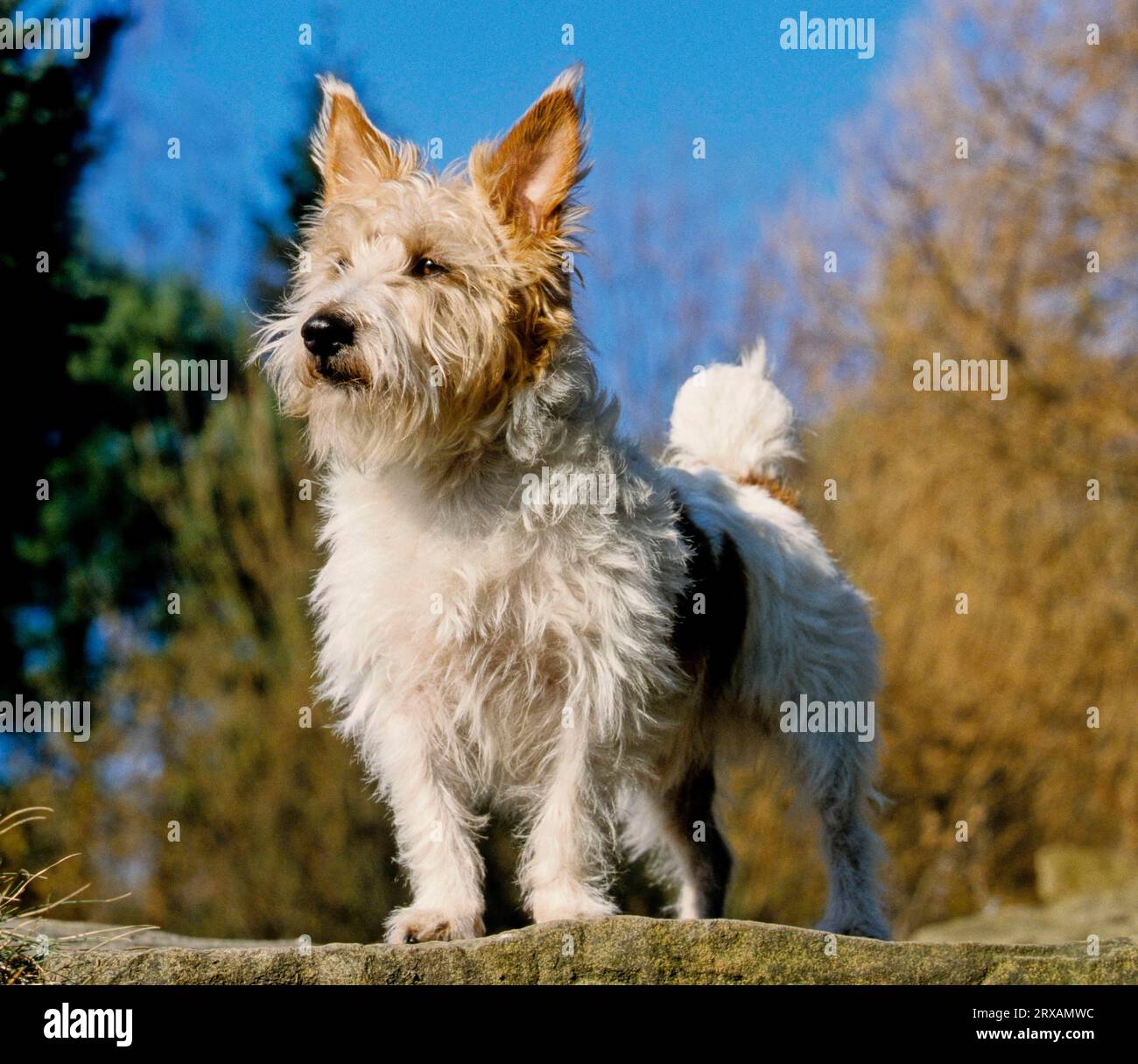 Parson jack russel terrier Banque de photographies et d’images à haute ...