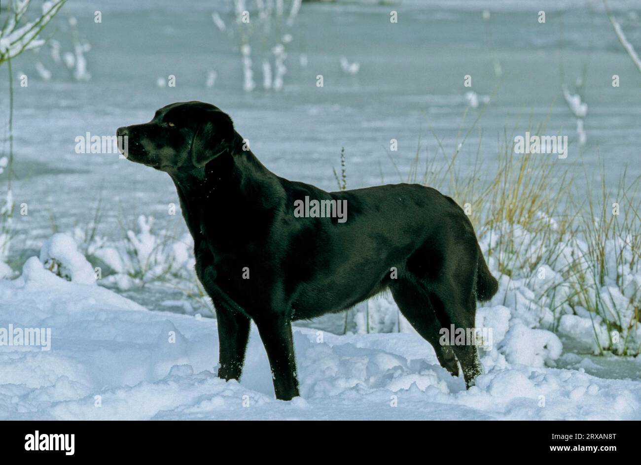 Flushing dogs Banque de photographies et d’images à haute résolution ...