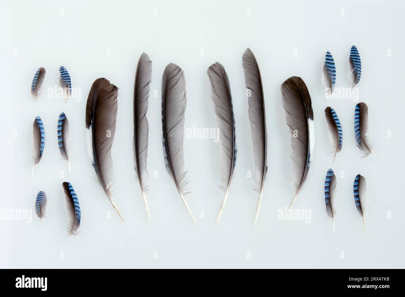 Plumes de geai Banque de photographies et d’images à haute résolution ...