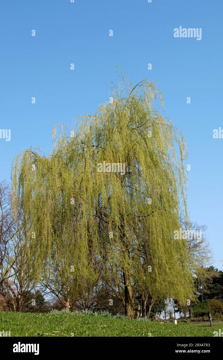 Weeping willow tree salix sepulcralis Banque de photographies et d’images à haute résolution - Alamy