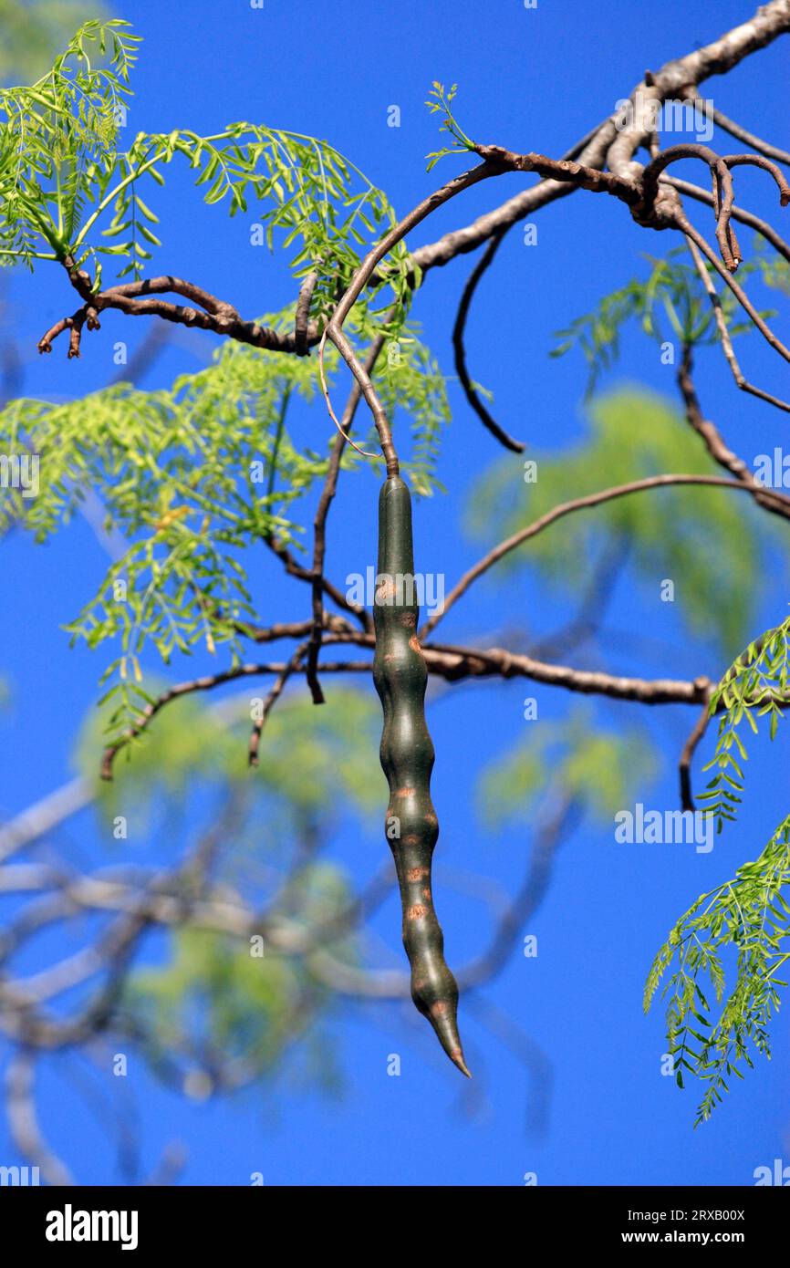 Arbre moringo Banque de photographies et d’images à haute résolution - Alamy