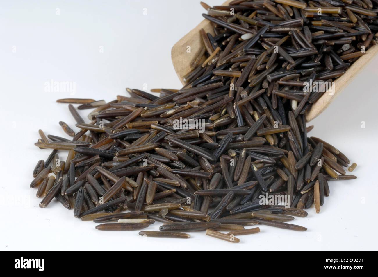 Riz sauvage zizania Banque de photographies et d’images à haute ...