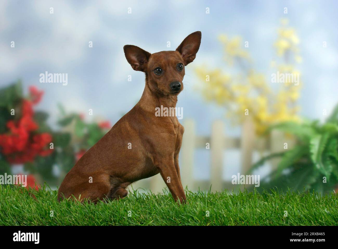 Nain pinscher Banque de photographies et d’images à haute résolution ...