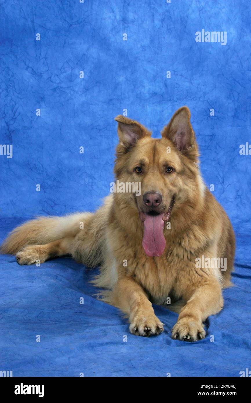 Vieux chien de bétail allemand Banque de photographies et d’images à haute résolution - Alamy