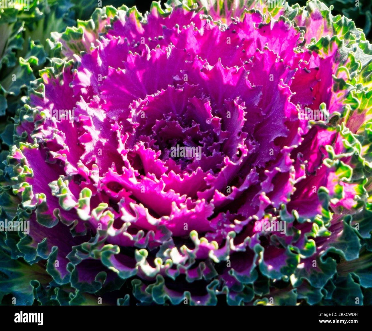 Purple kale Banque de photographies et d’images à haute résolution - Alamy