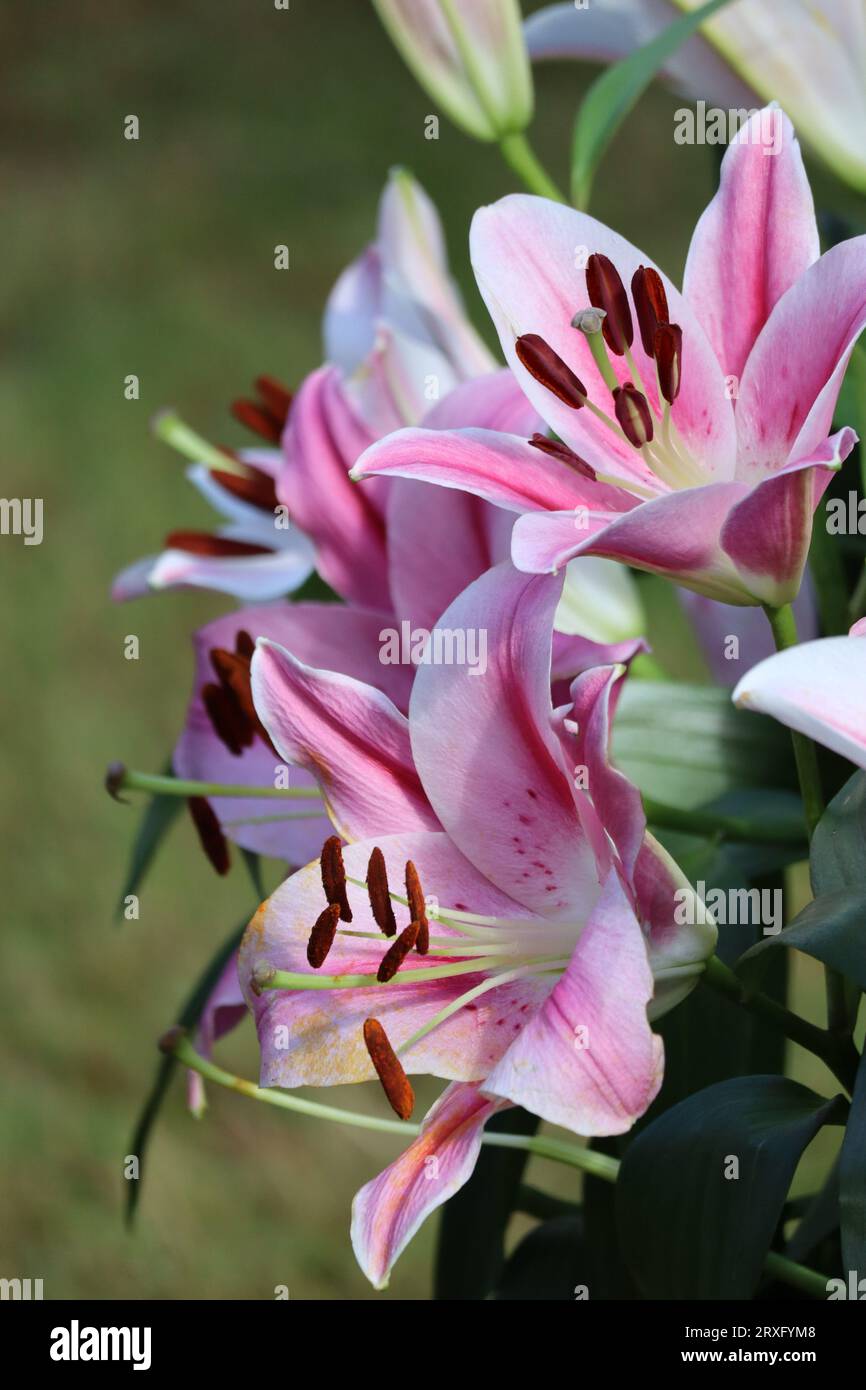 Lis d'arbre Banque de photographies et d’images à haute résolution - Alamy