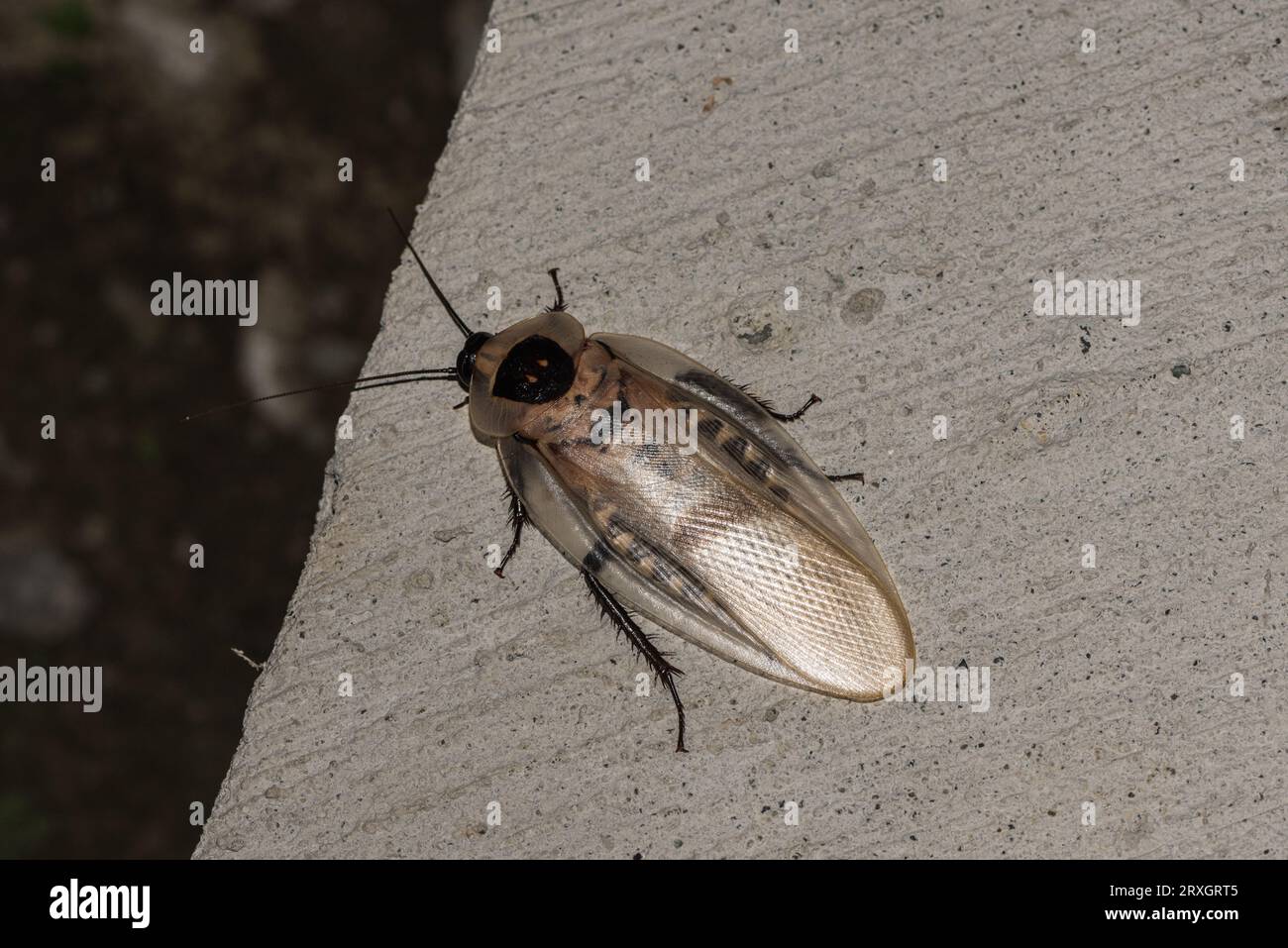 Brazilian cockroach Banque de photographies et d’images à haute ...