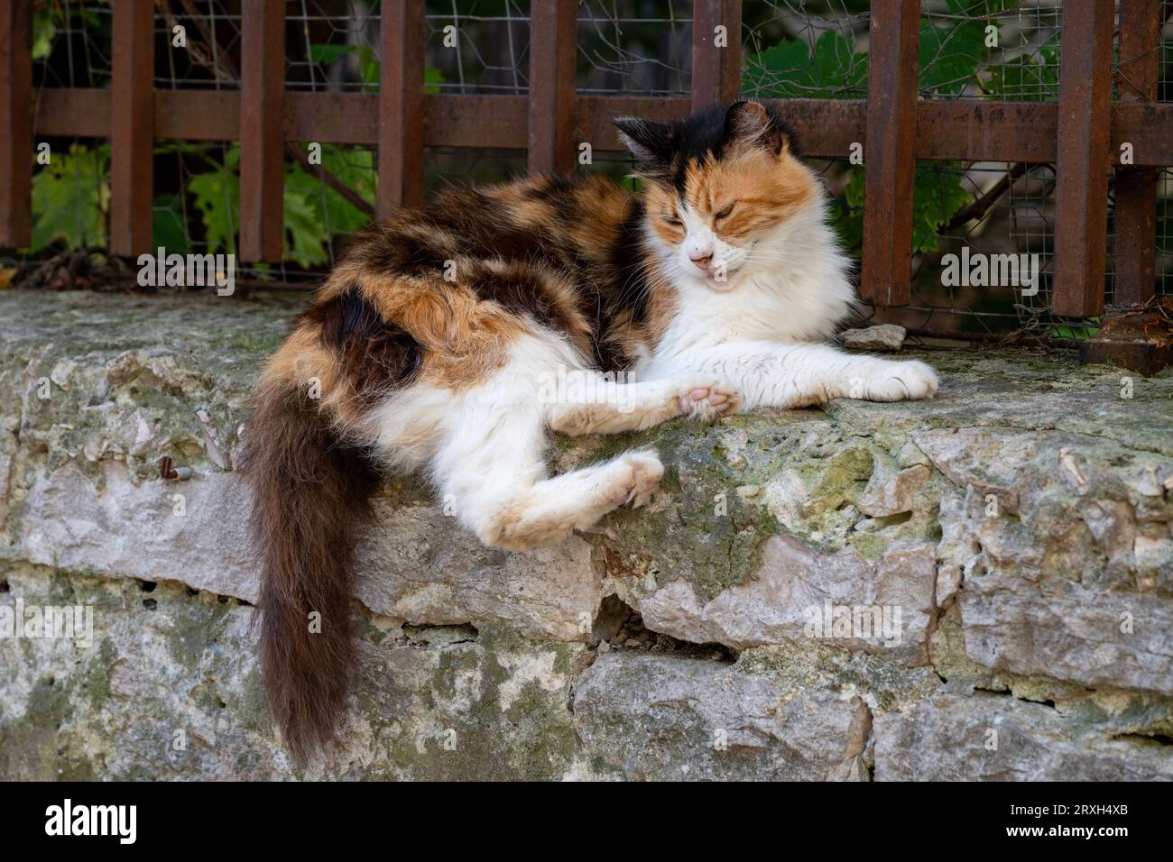 Chats dans la rue Banque de photographies et d’images à haute ...