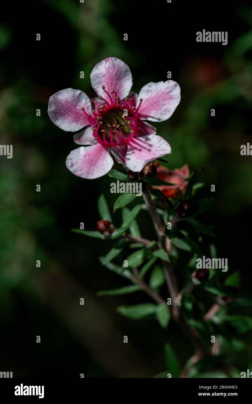 Manuka myrte Banque de photographies et d’images à haute résolution - Alamy