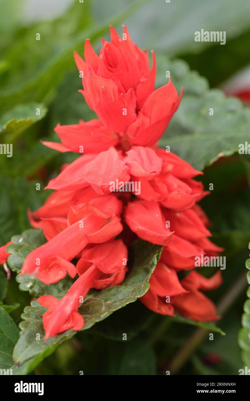 Plante de sauge écarlate Banque de photographies et d’images à haute ...